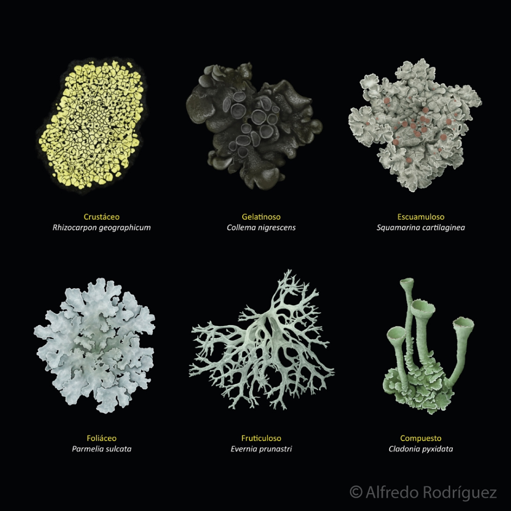 Diagrama De Liquen Fruticoso