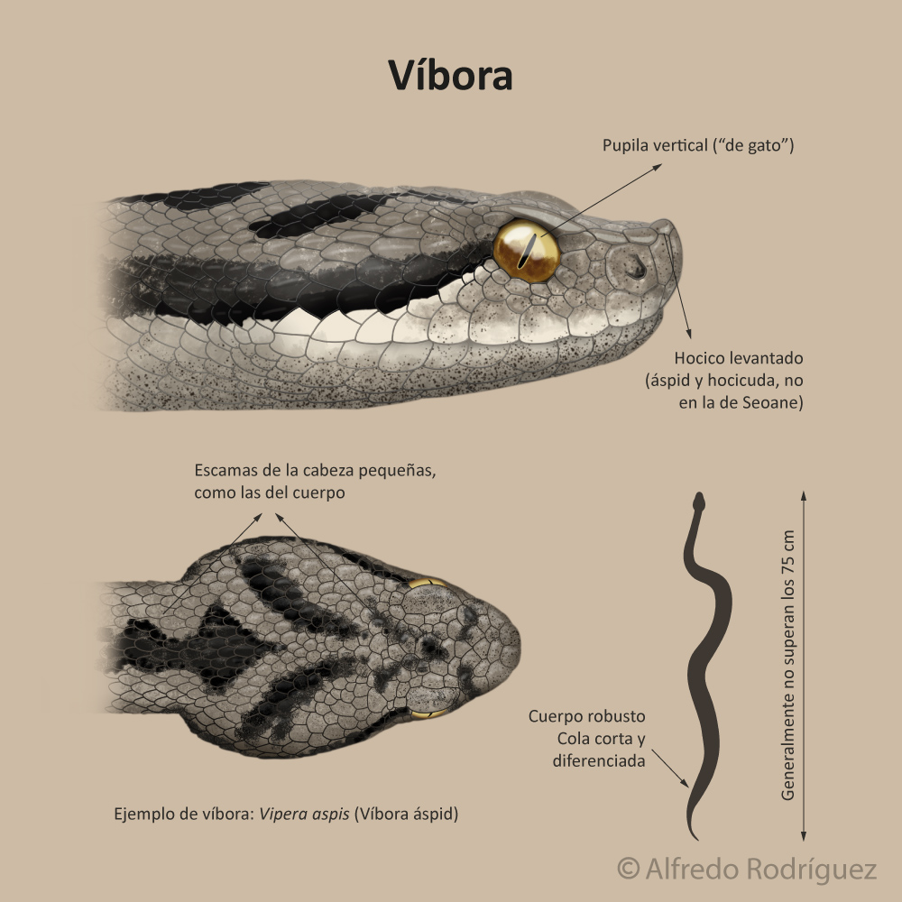 Anatomía De Las Serpientes