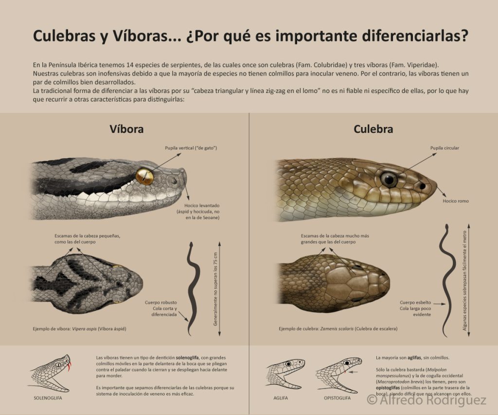 Infografía comparativa entre serpientes: Viperidae y Colubridae ...