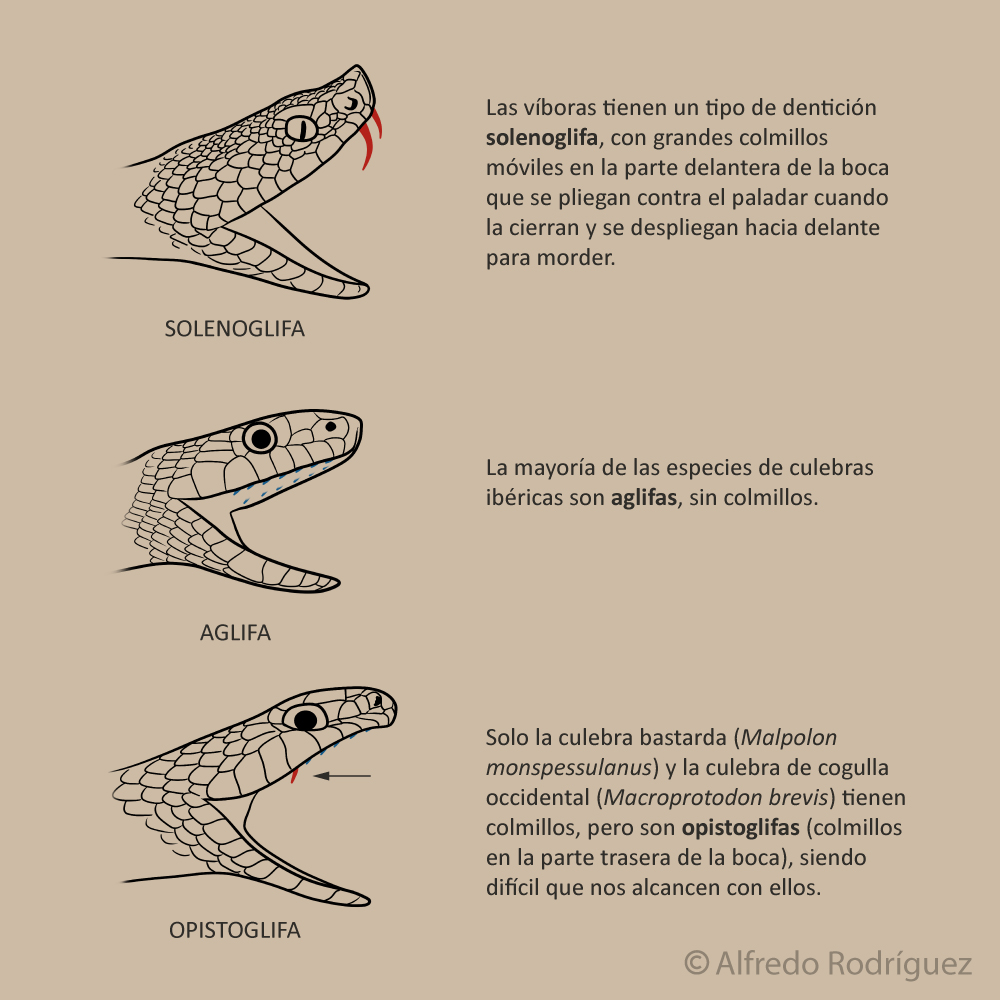 Anatomía De La Boca De La Serpiente